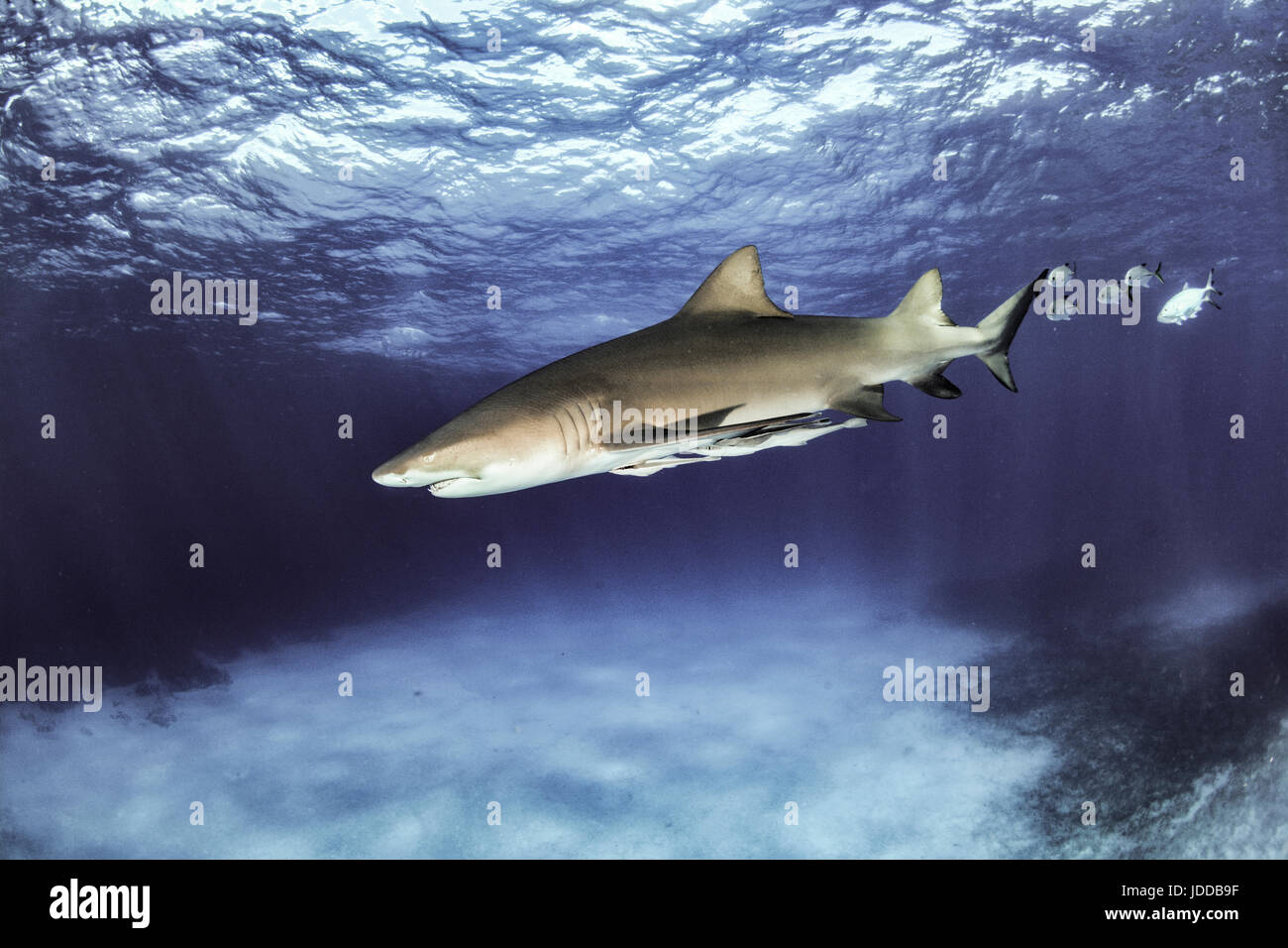 Lemon Shark Swimming with surface in the background Stock Photo - Alamy