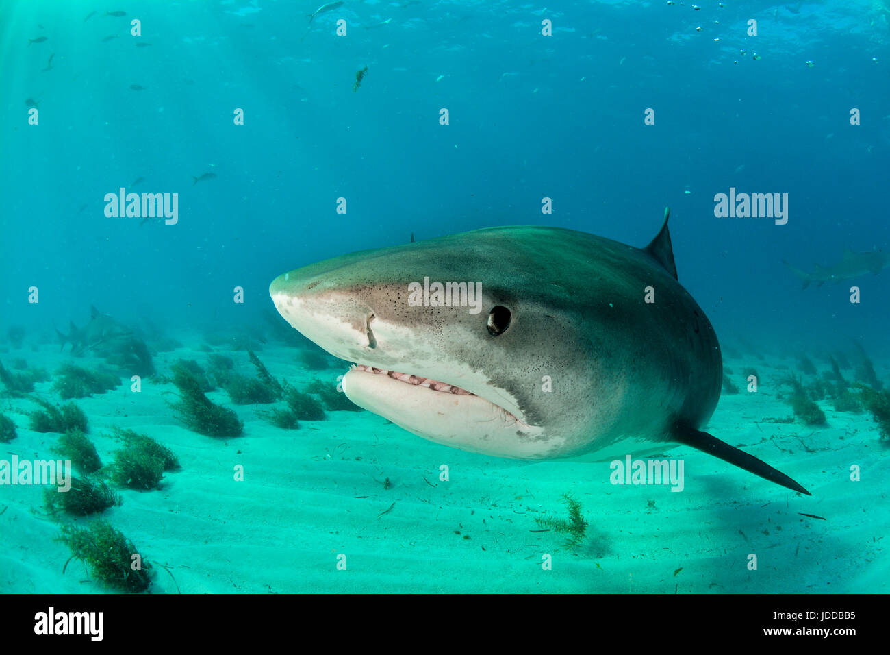 Tiger Shark looing to the camera Stock Photo - Alamy