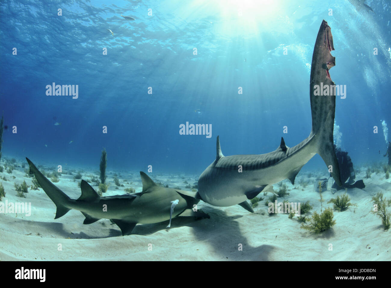 Two sharks side by side seen from behind Stock Photo - Alamy