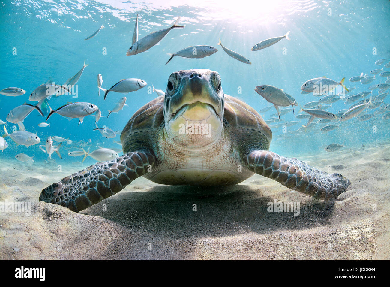 Turtle looking to camera Stock Photo - Alamy