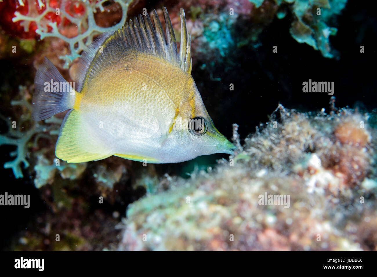 Yellow butterfly fish blowing coral reef Stock Photo - Alamy