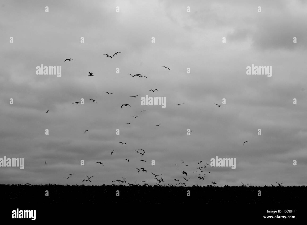 Birds, Field, Flying birds Stock Photo - Alamy