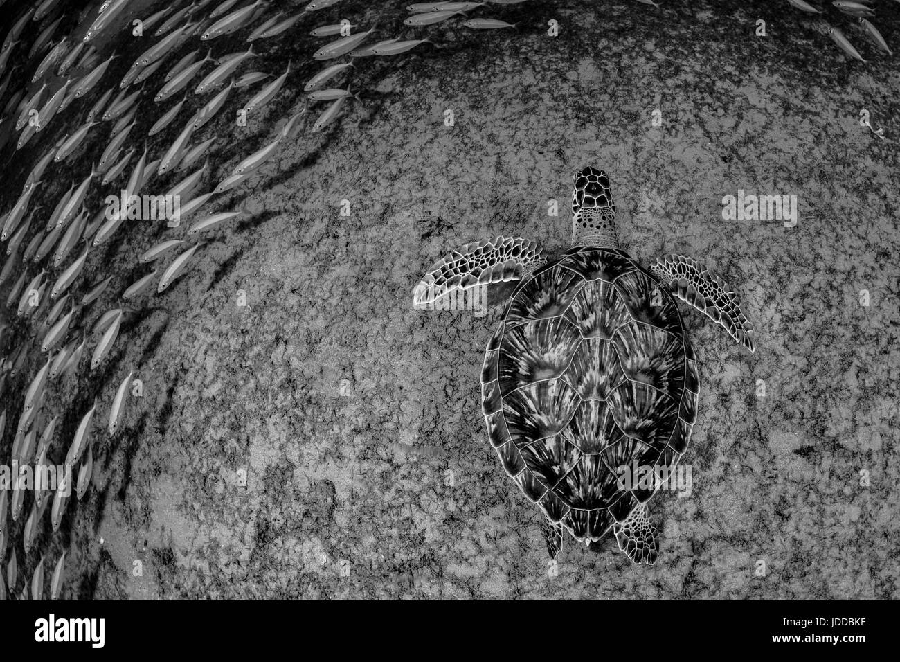 Reef fish school Black and White Stock Photos & Images - Alamy