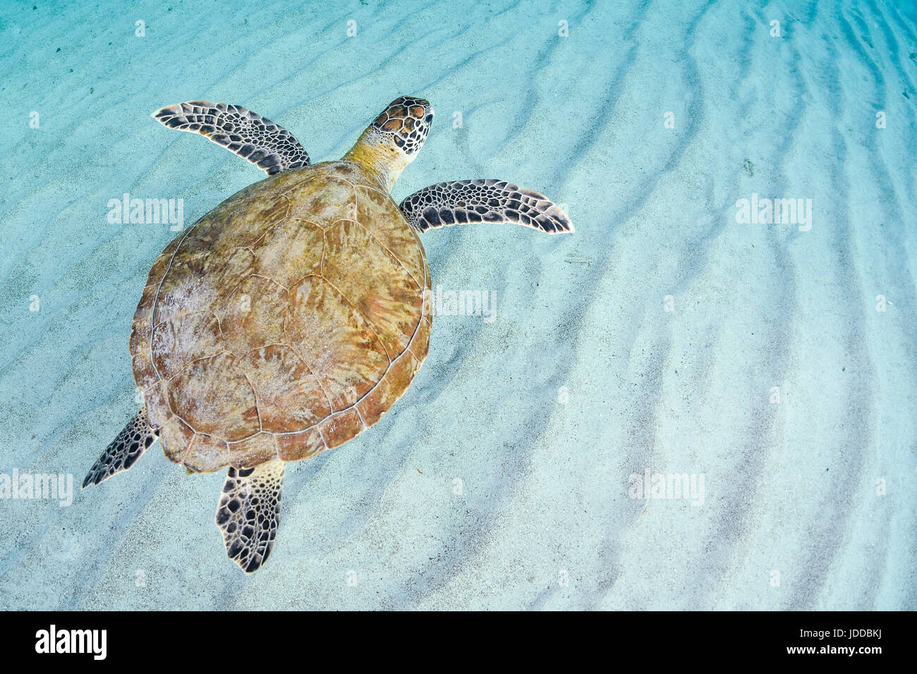 Turtle swimming with sandy background Stock Photo - Alamy
