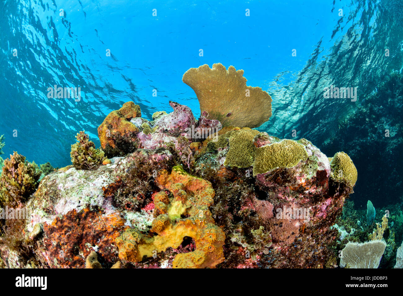 Underwater scene with colorful reef and sunlight on surface Stock Photo ...