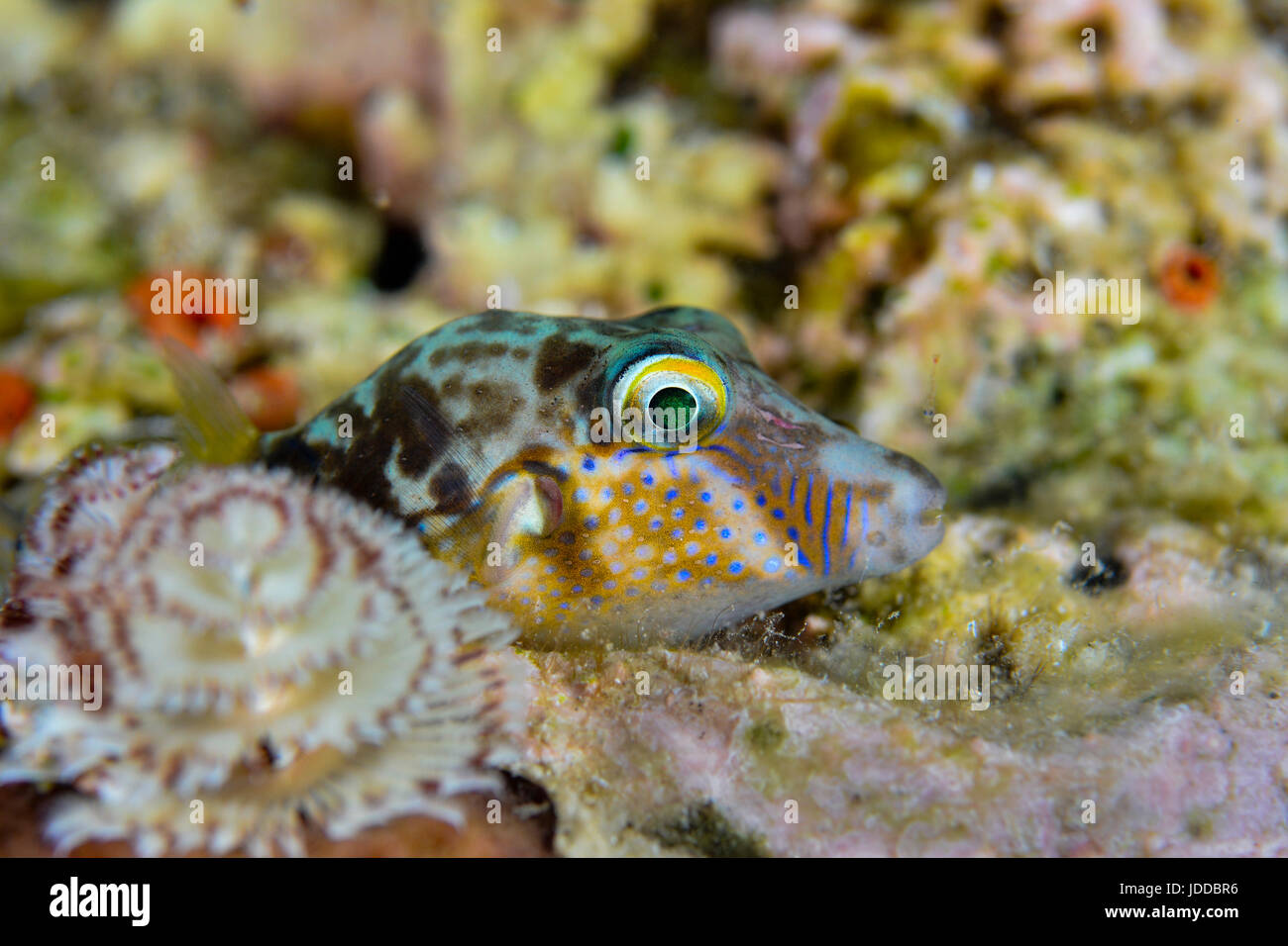 Caribbean sharpnose puffer canthigaster hi-res stock photography and ...