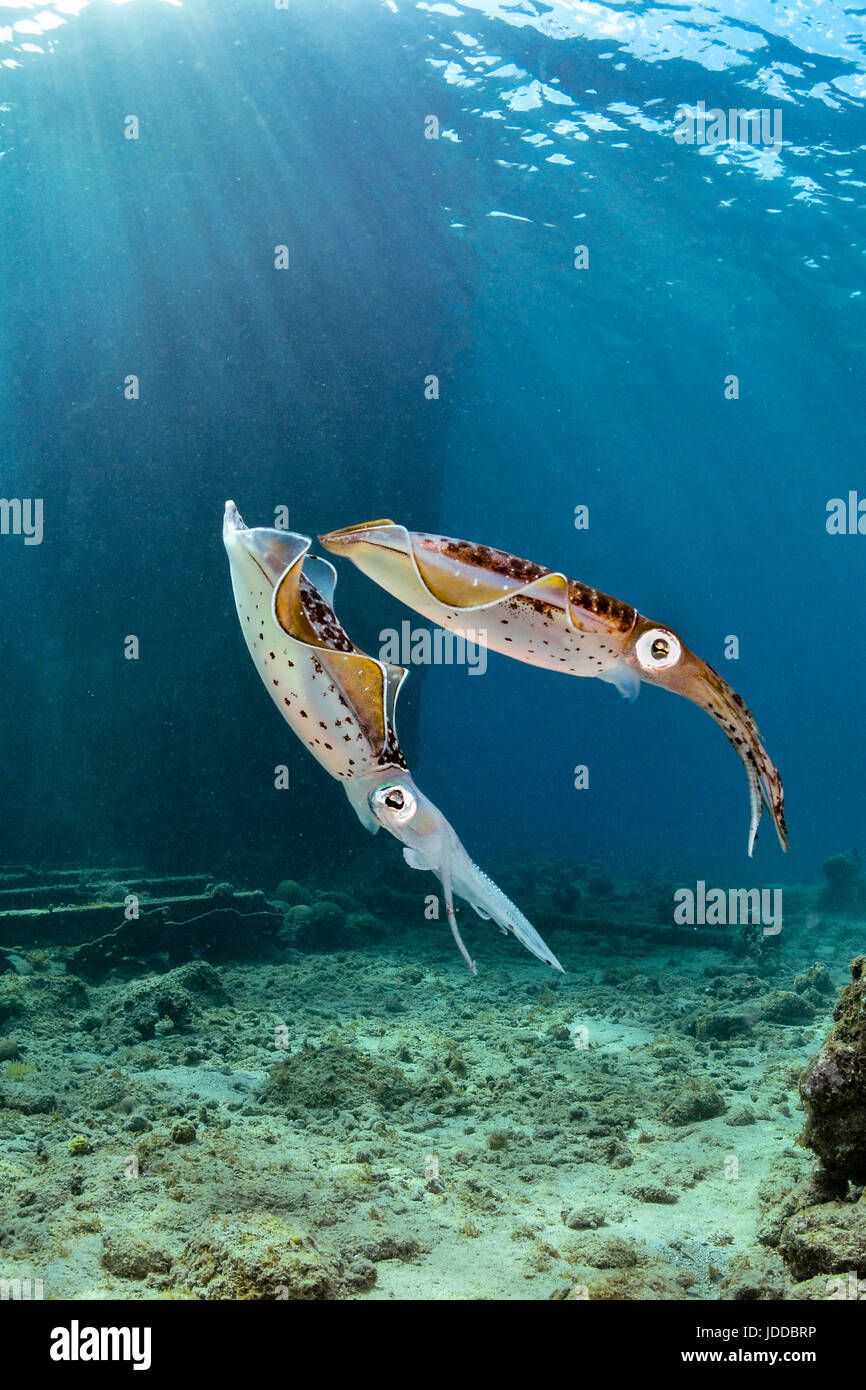 Underwater diver octopus hi-res stock photography and images - Alamy