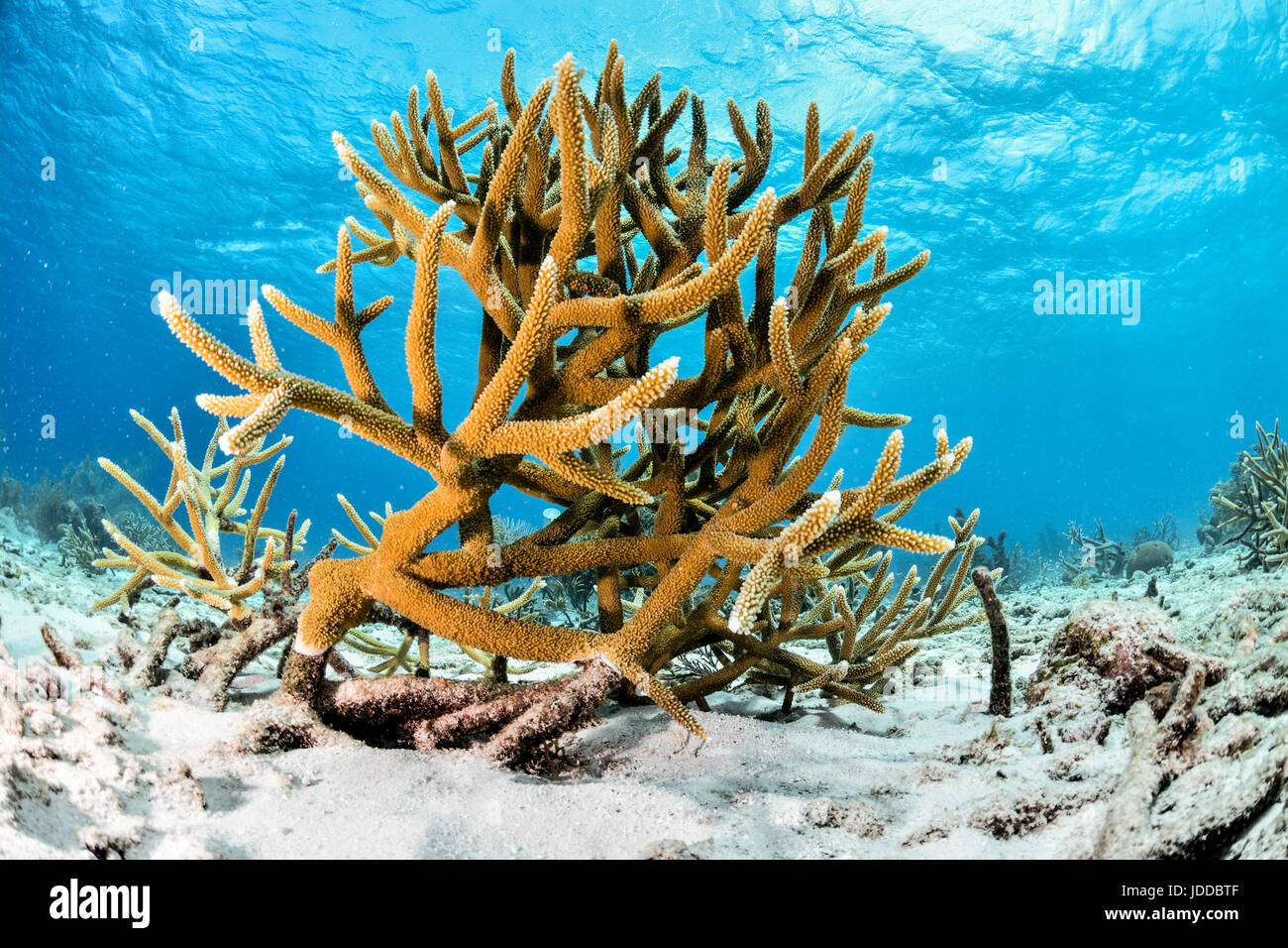Staghorn coral hi-res stock photography and images - Alamy