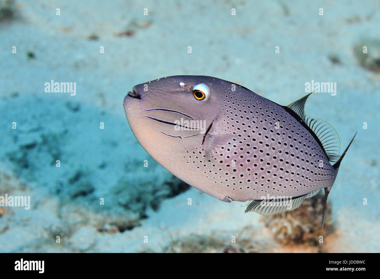 Sargassum Triggerfish