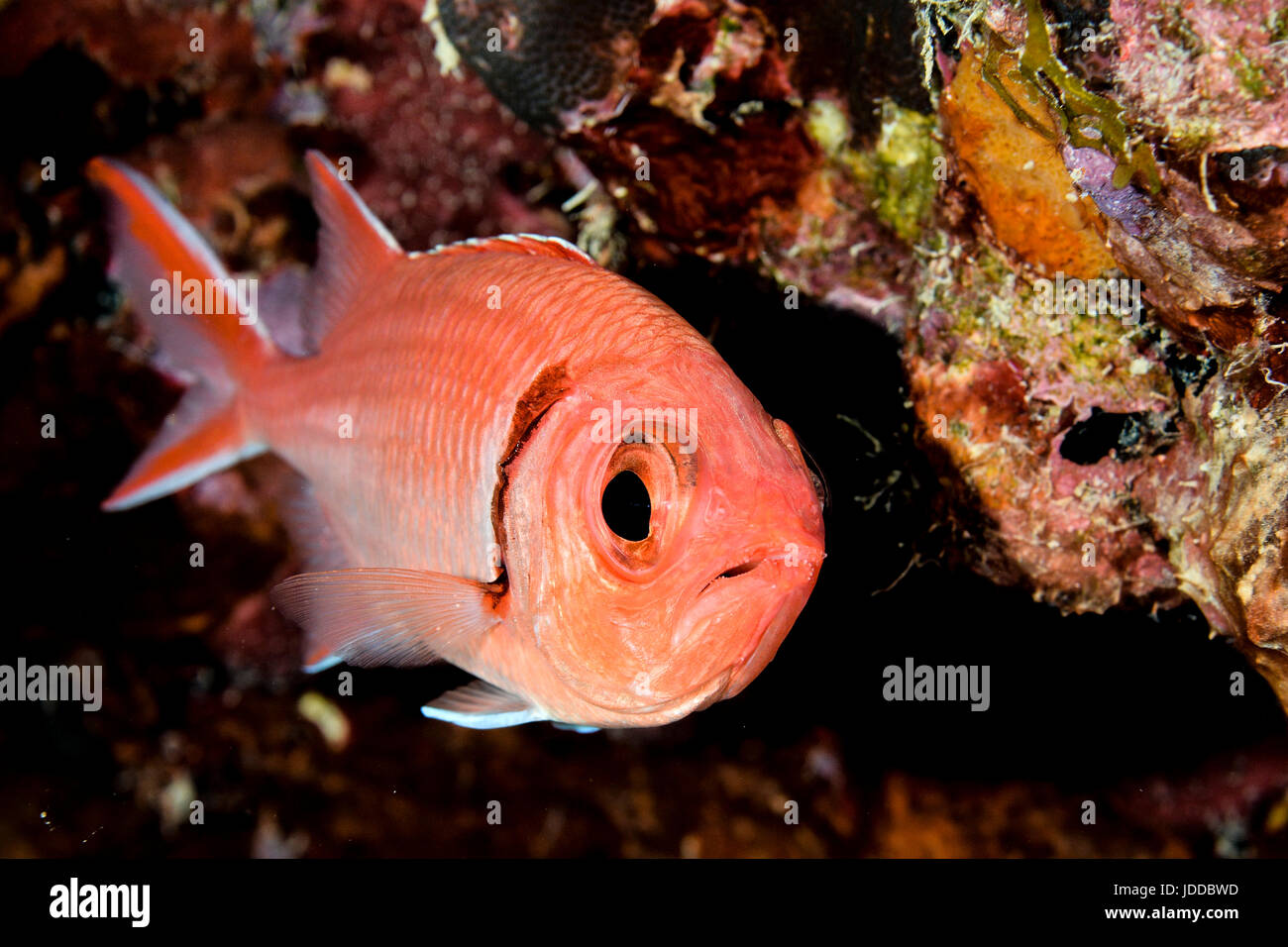 Red Squirrel fish on the left Stock Photo - Alamy