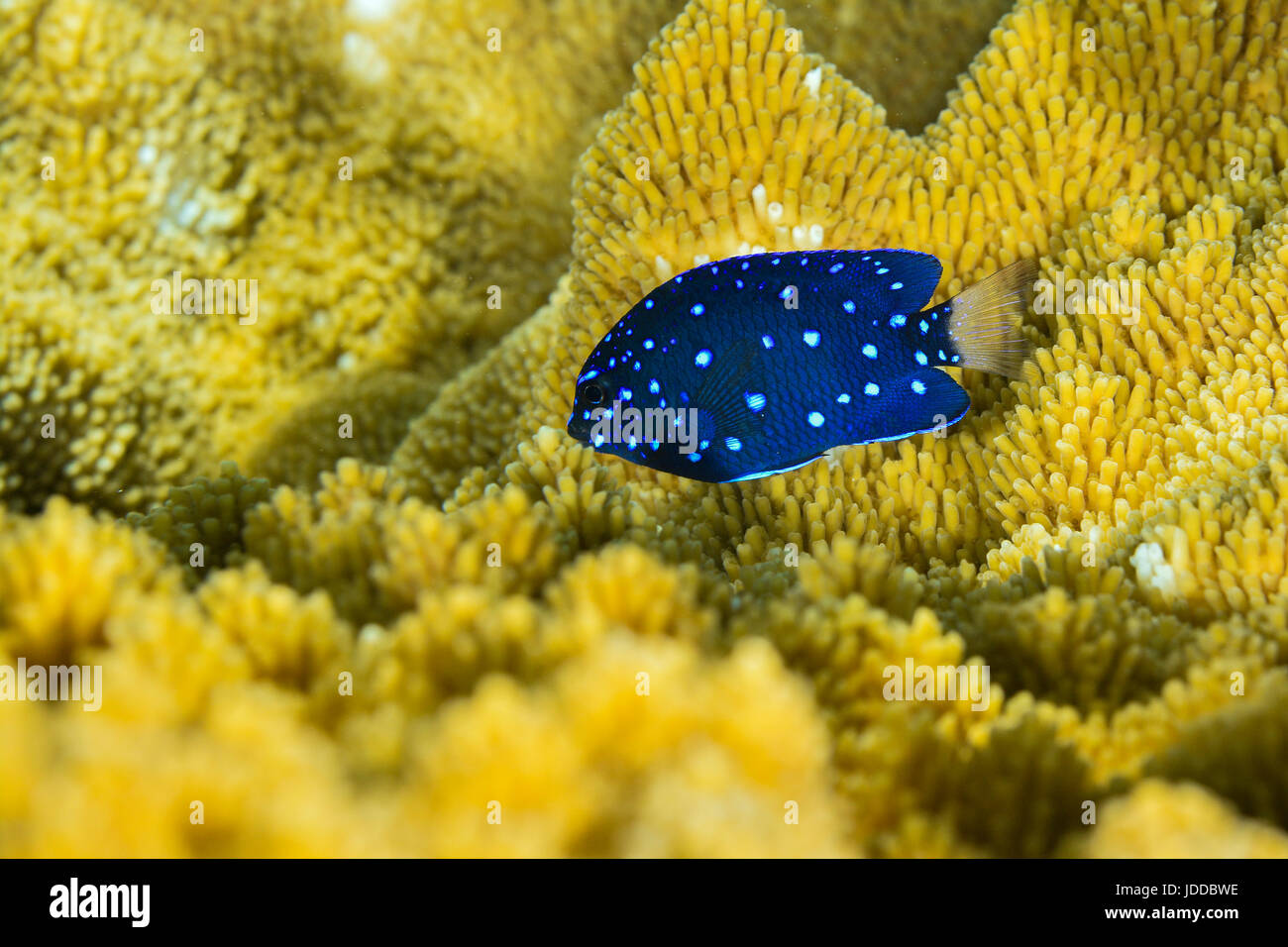Yellowtail Blue Damselfish
