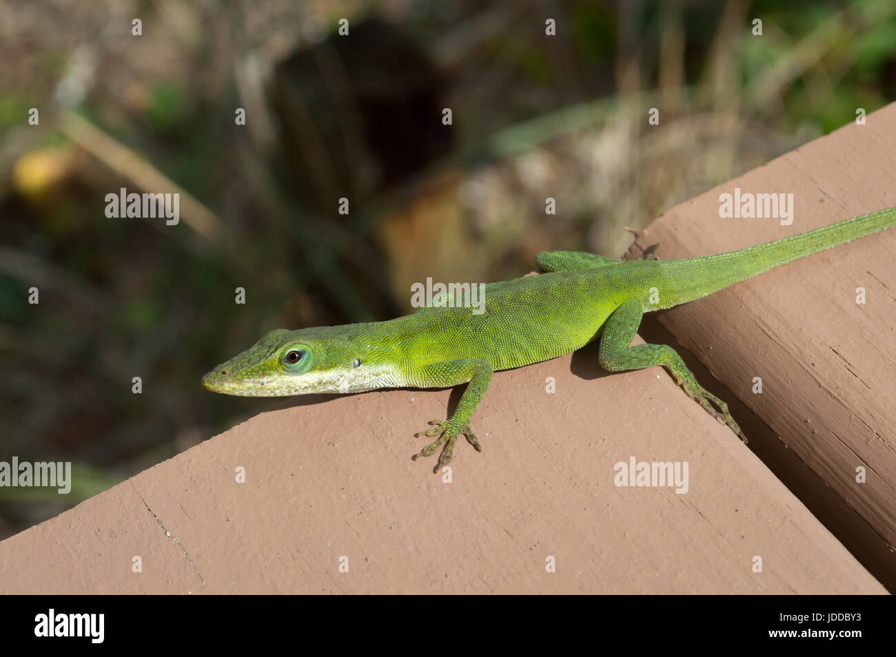 Green green lizard hi-res stock photography and images - Alamy