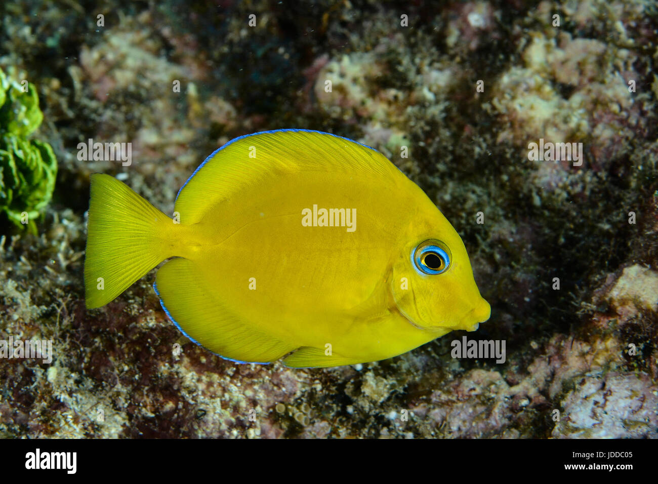 Yellow baby surgeon fish Stock Photo - Alamy