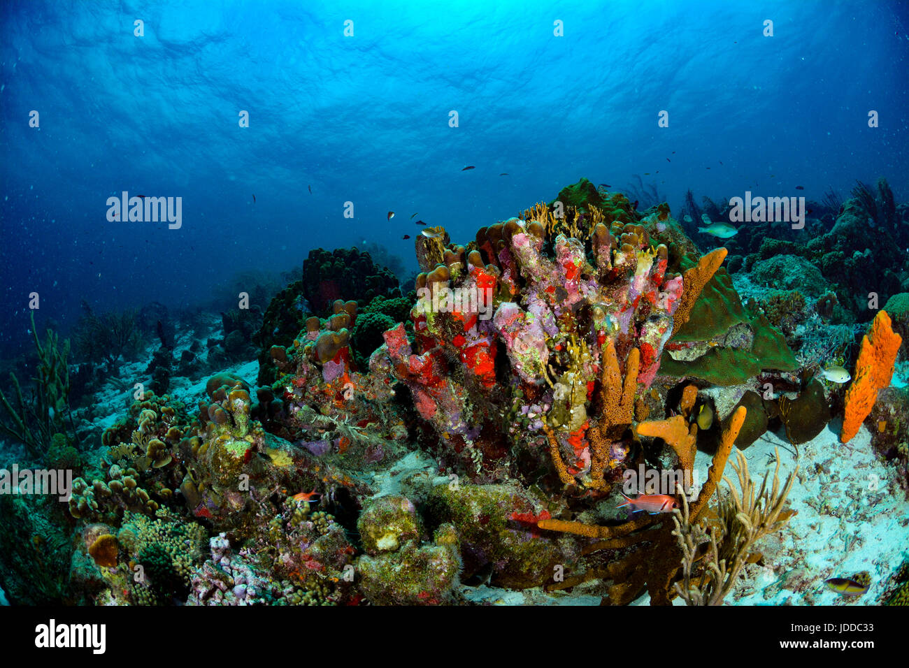 Coral reef landscape with blue background Stock Photo - Alamy