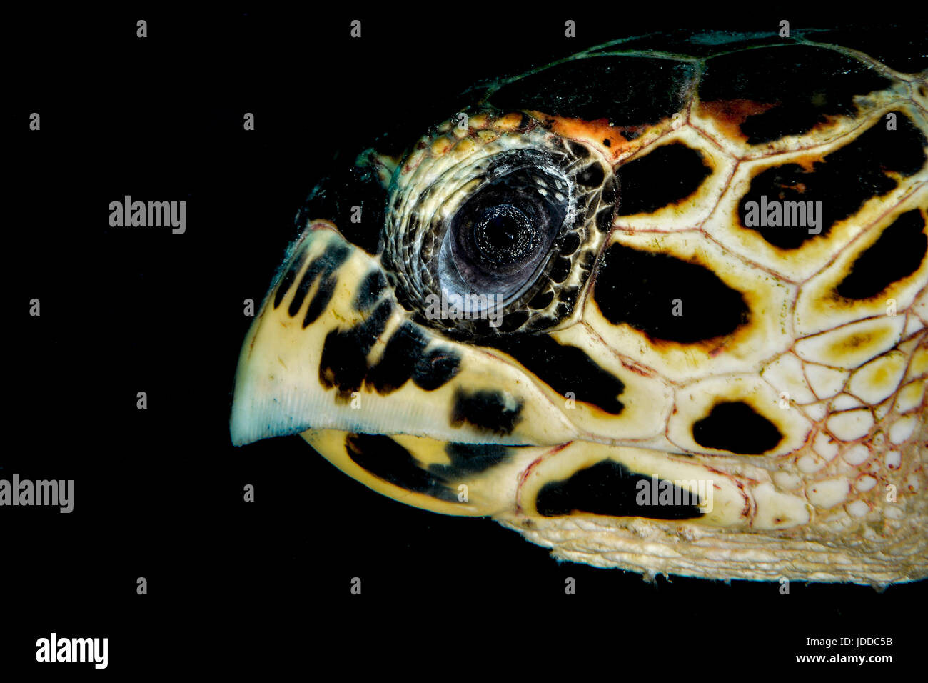 Hawksbill turtle face closeup Stock Photo - Alamy
