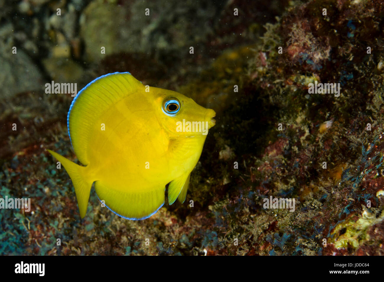 Yellow baby surgeon fish Stock Photo - Alamy