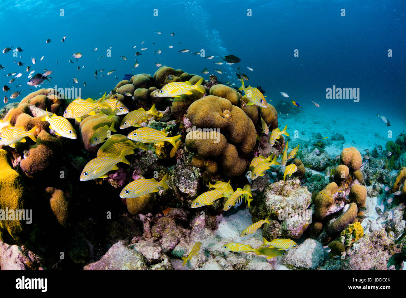 School of yellow fish over reef and sunlight Stock Photo - Alamy