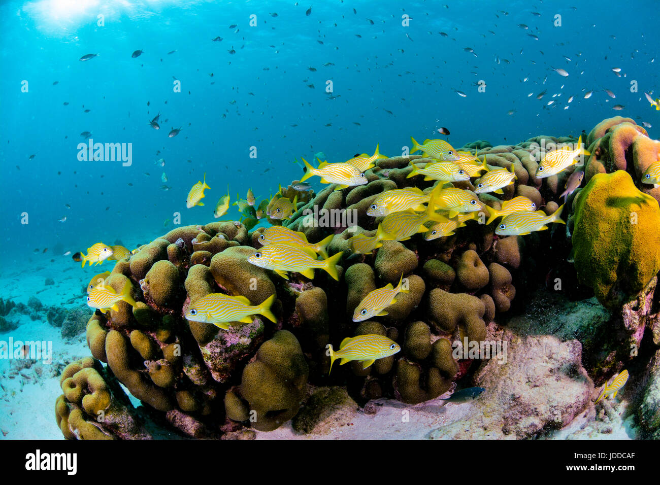School of yellow fish over reef and sunlight Stock Photo - Alamy