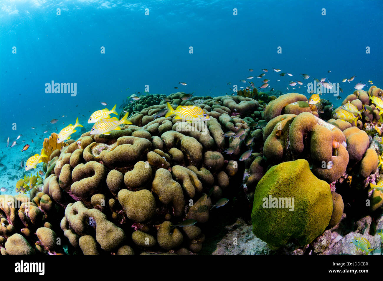 School of yellow fish over reef and sunlight Stock Photo - Alamy