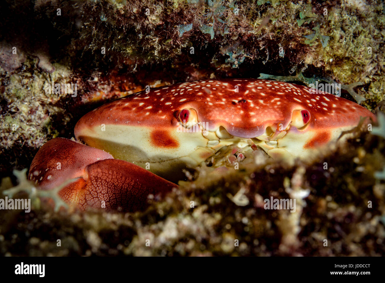 Reef crab hi-res stock photography and images - Alamy
