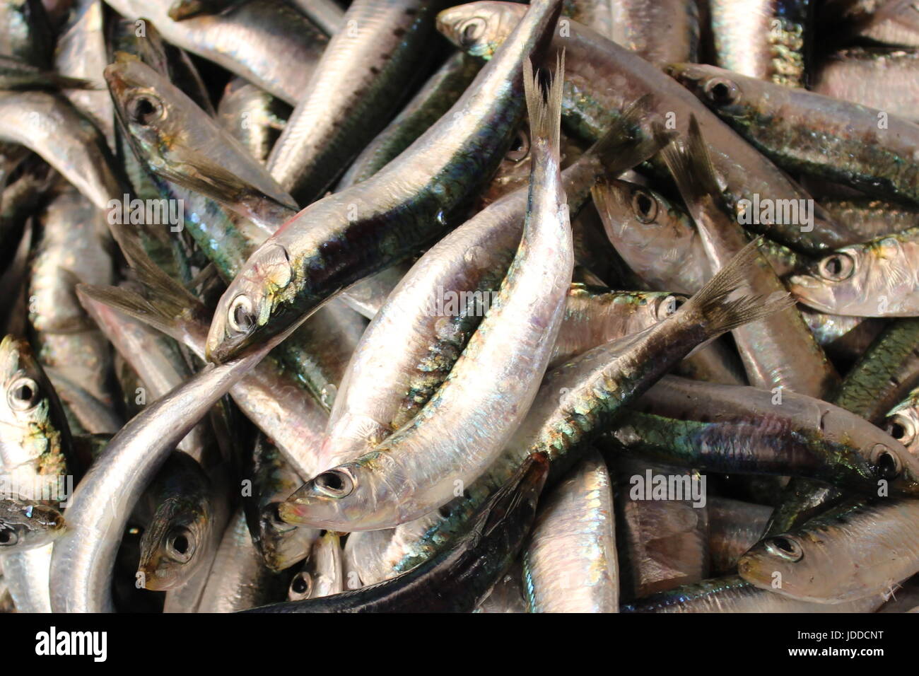 Close up whitebait fish hi-res stock photography and images - Alamy