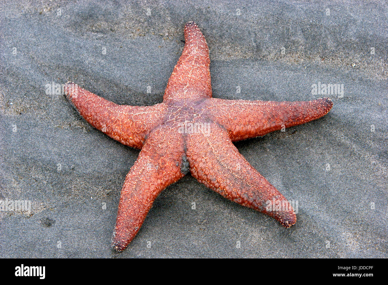 Ochre Sea Star (Pisaster ochraceus) on a sandy beach at low tide in ...
