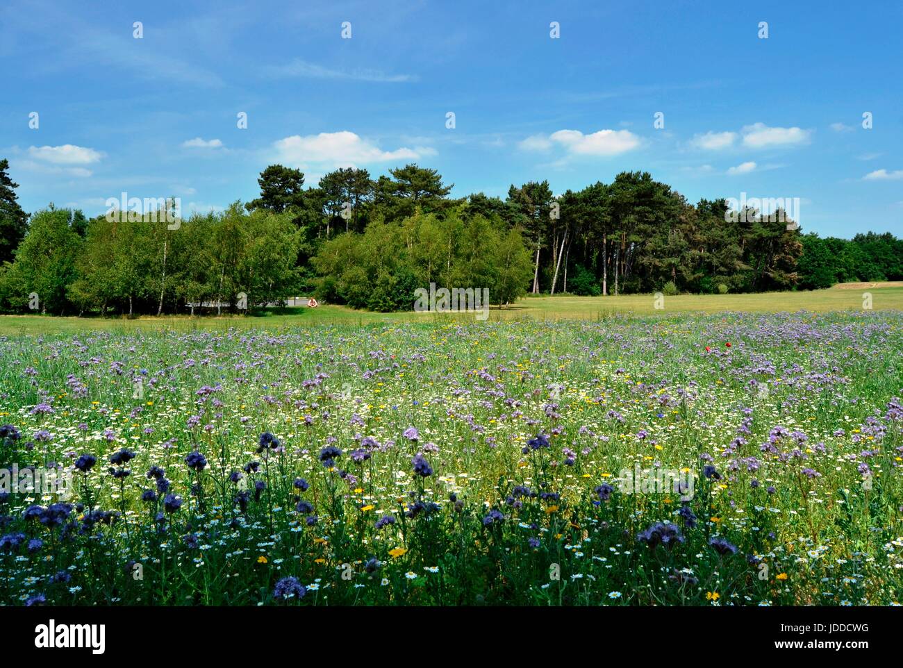Redhill park bowls club hi-res stock photography and images - Alamy