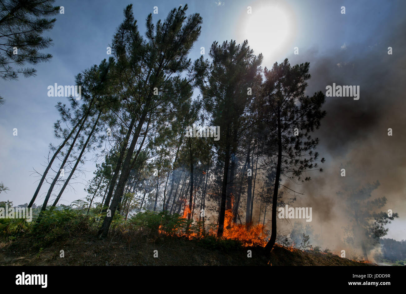 Lisbon, Portugal. 19th June, 2017. A fire rips through a forest outside ...