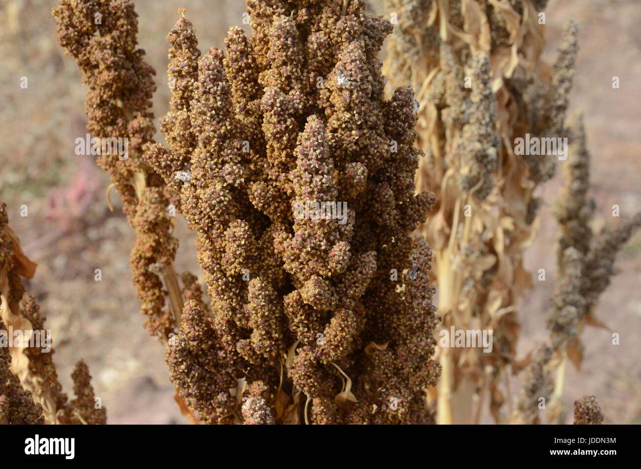 Quinoa plant hi-res stock photography and images - Alamy