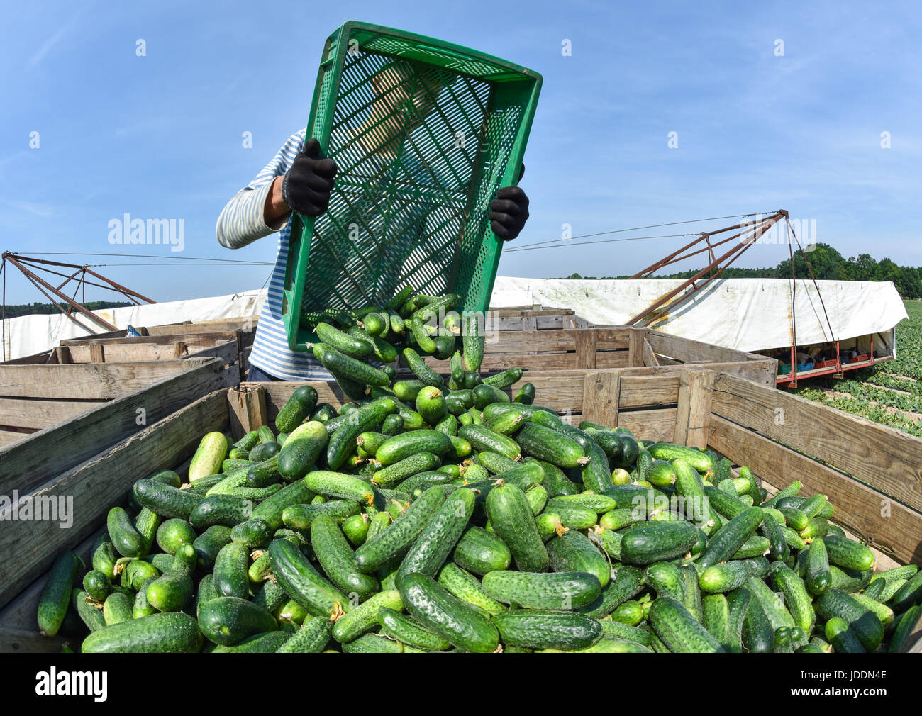 Vetschau, Germany. 20th June, 2017. Ukrainian harvest helper Dmitro ...