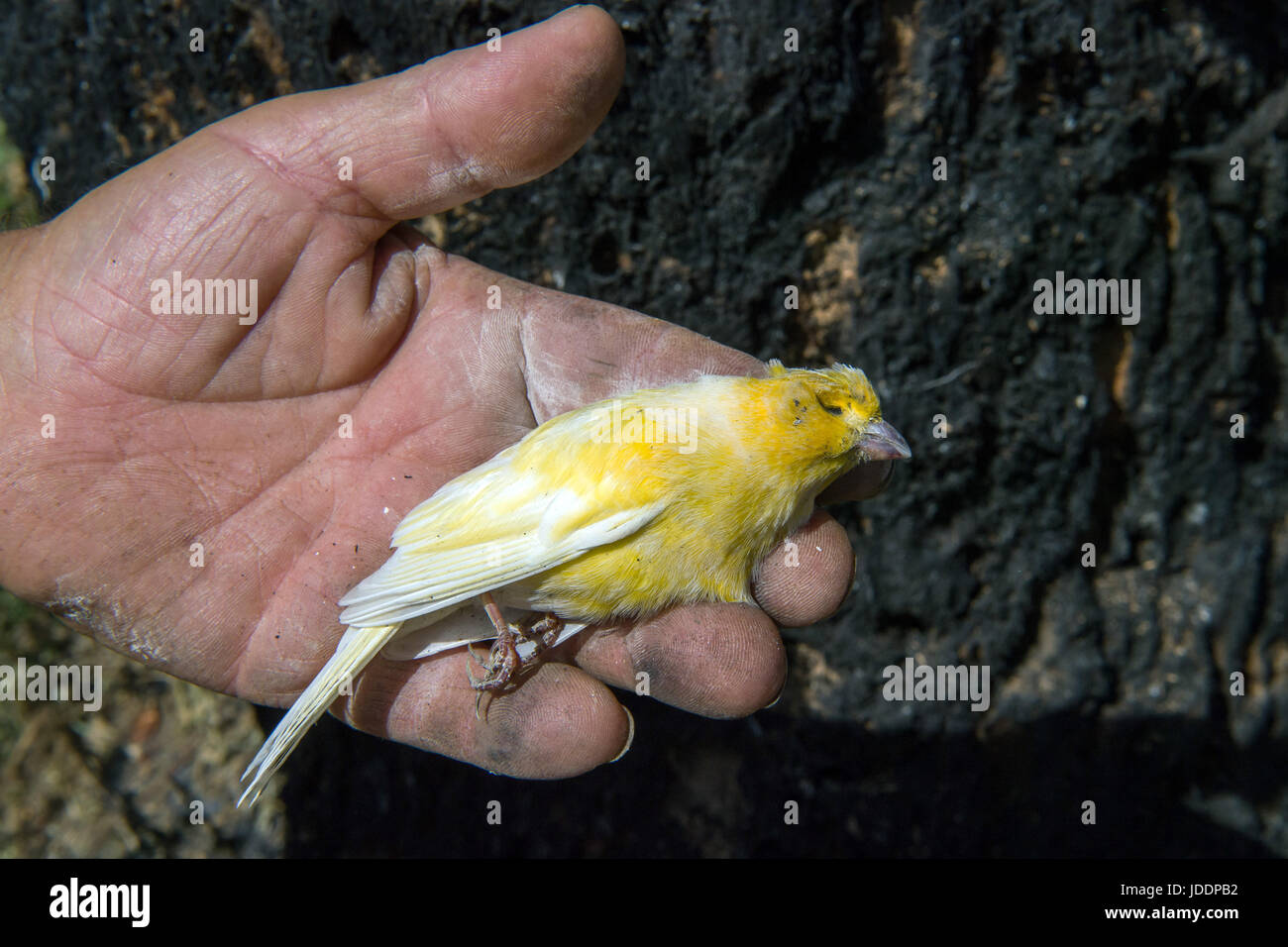 Dead canary hi-res stock photography and images - Alamy