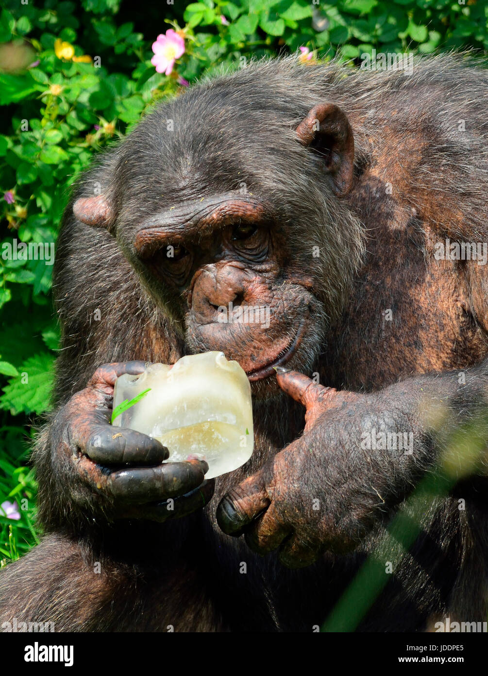 Thumbs up chimpanzee hi-res stock photography and images - Alamy