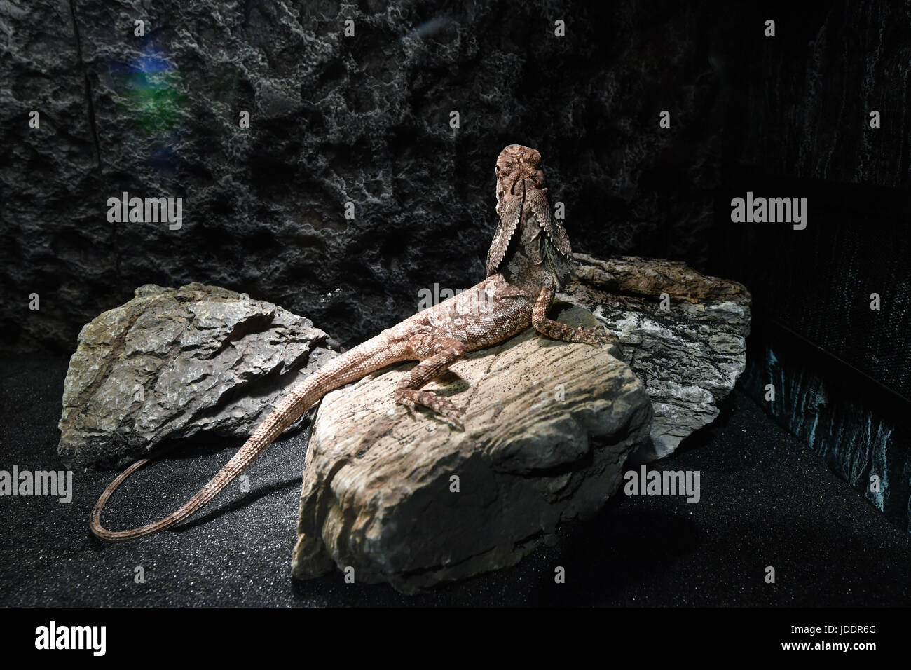 Frilled lizards hi-res stock photography and images - Alamy
