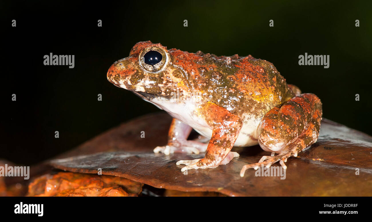 HANDOUT - An undated photo of the newly discovered frog species ...