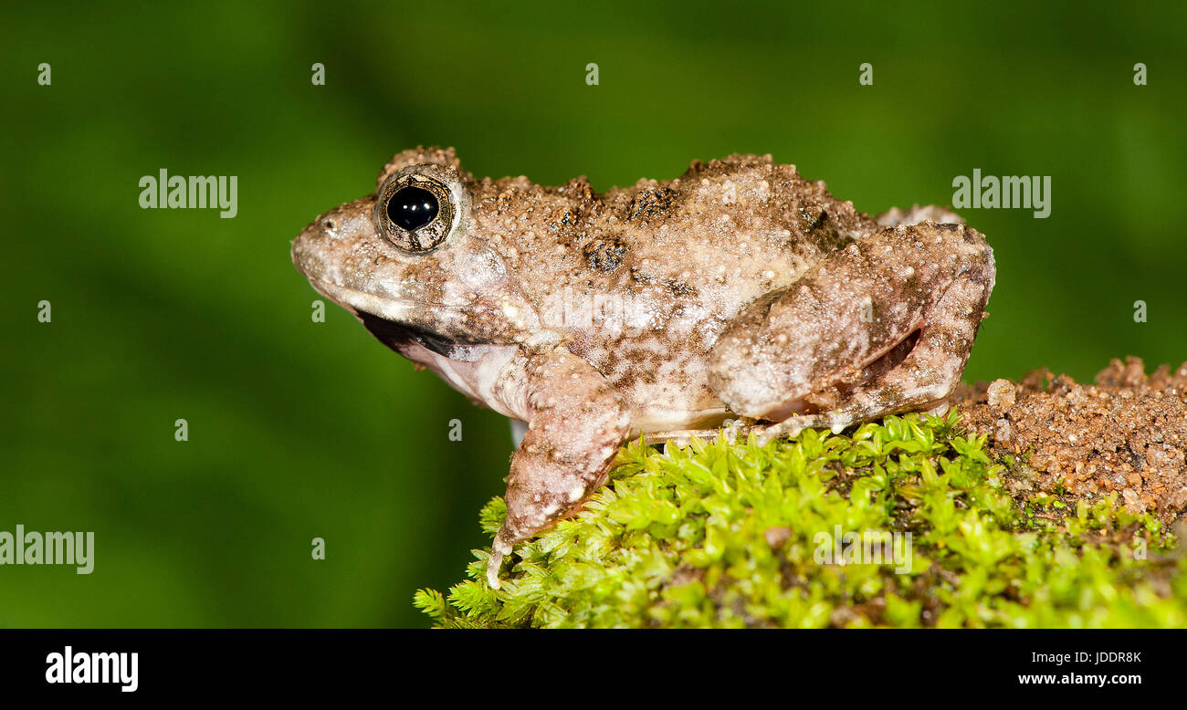 HANDOUT - An undated photo of the newly discovered frog species ...