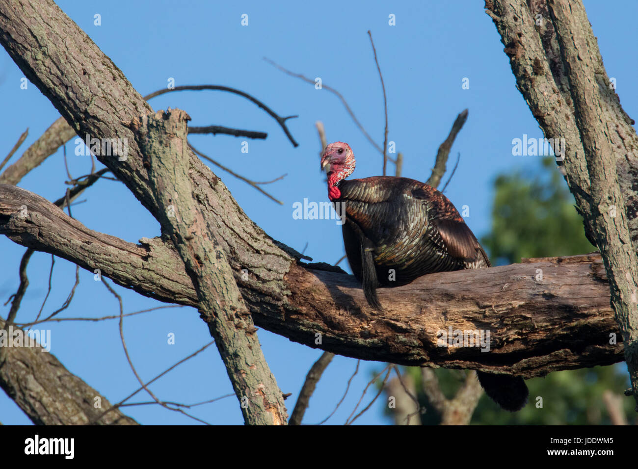 Wild Turkey roost Stock Photo - Alamy