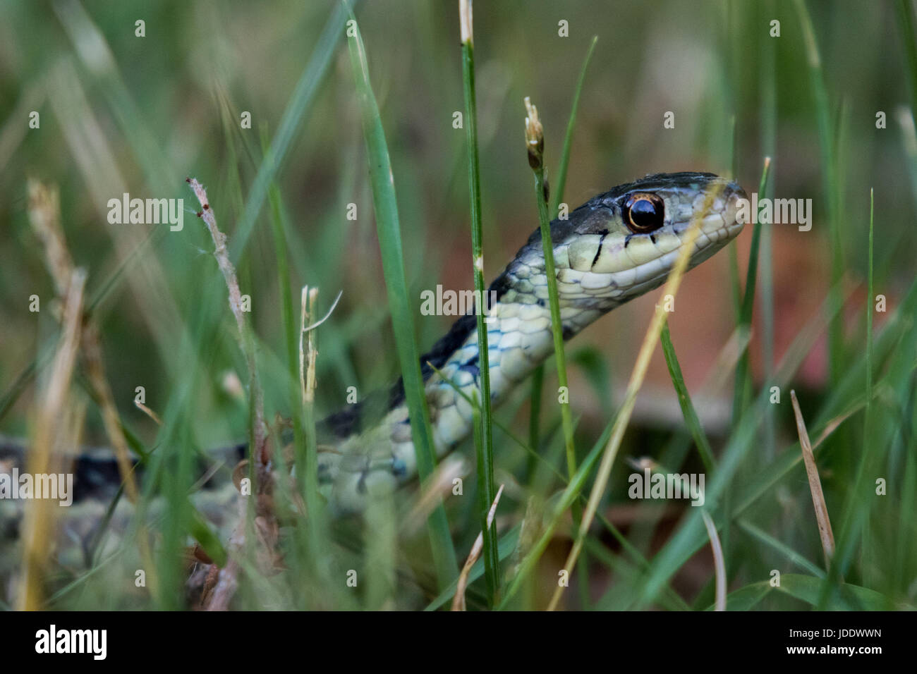 Easter garter snake hi-res stock photography and images - Alamy
