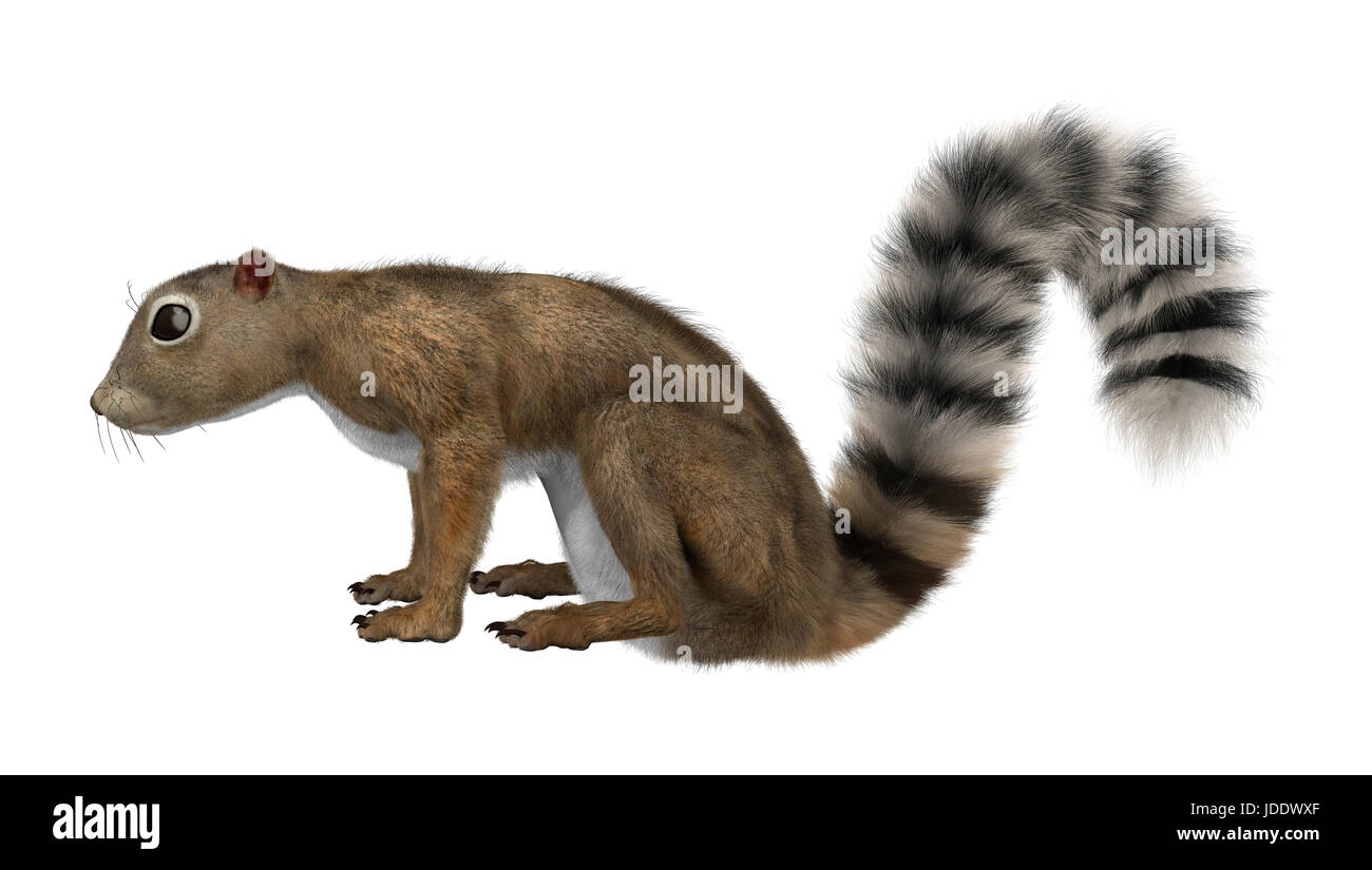 3D rendering of a Gambian sun squirrel isolated on white background ...