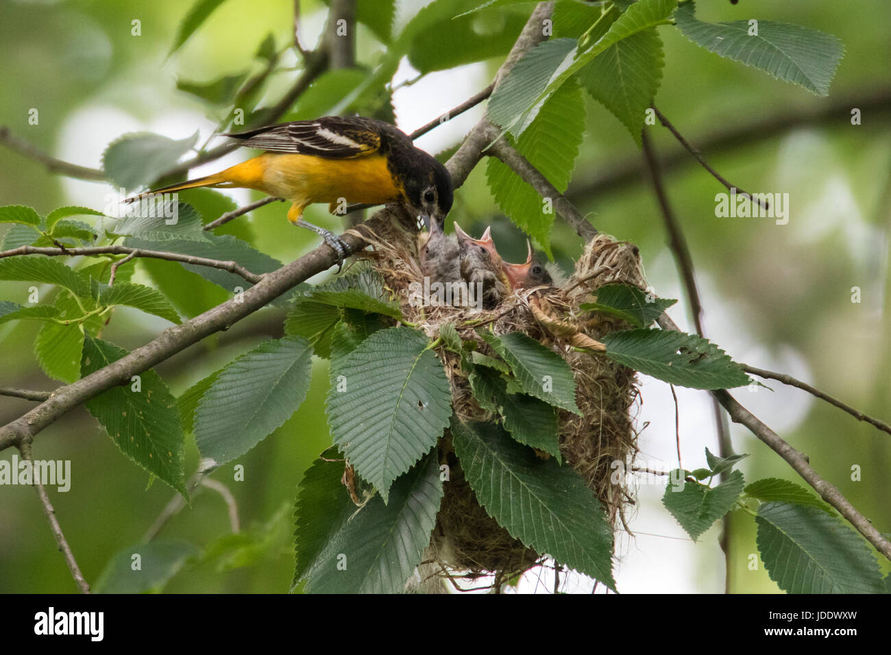 Baltimore oriole bird hi-res stock photography and images - Alamy