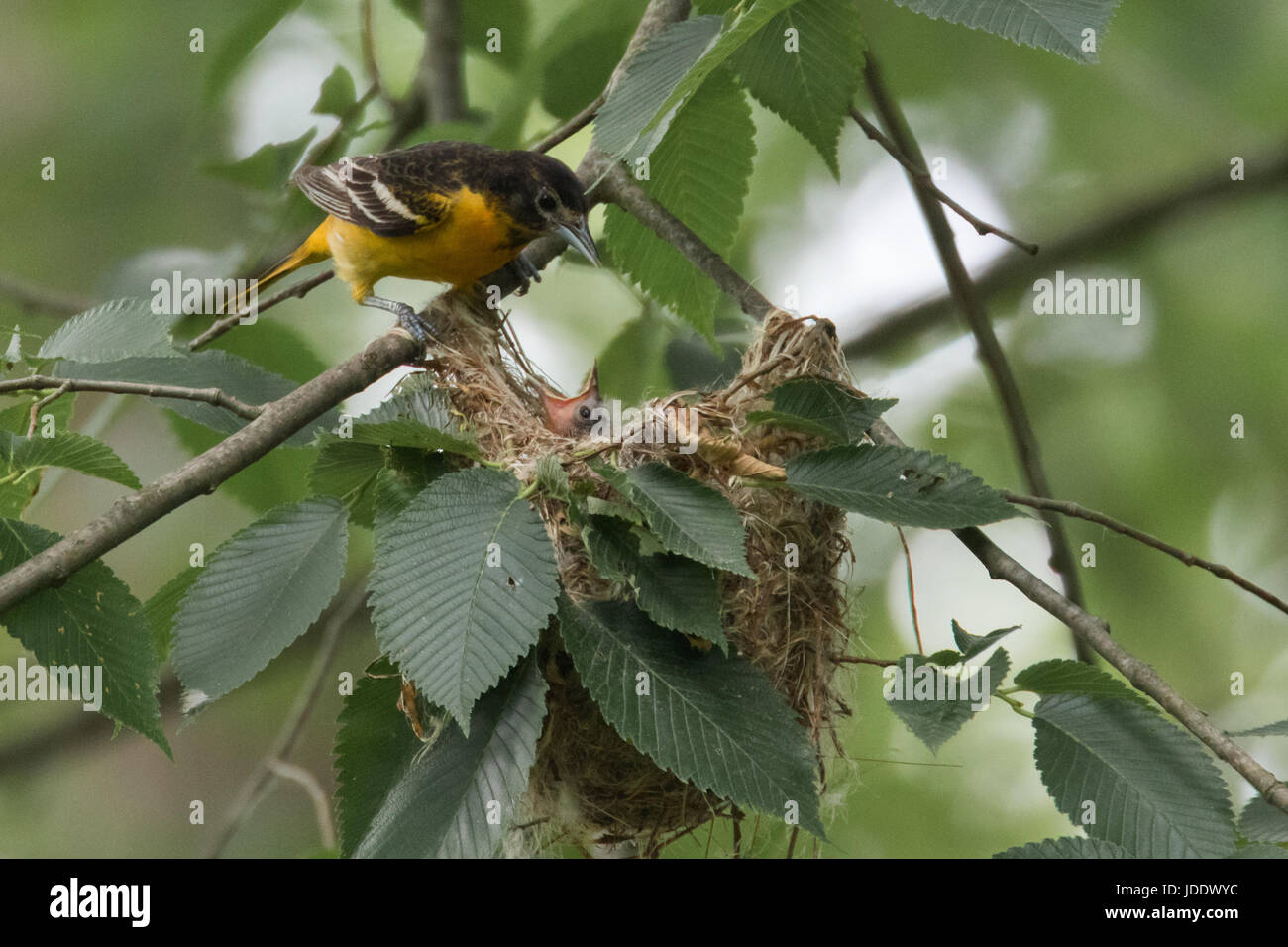 Baltimore Oriole nest Stock Photo - Alamy