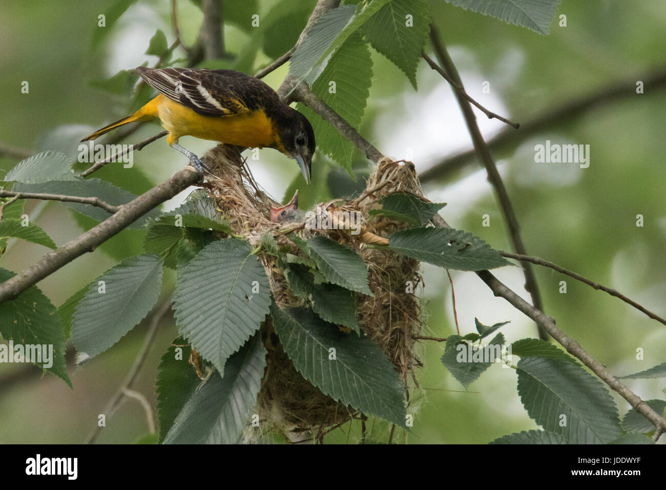 Baltimore oriole nest hi-res stock photography and images - Alamy