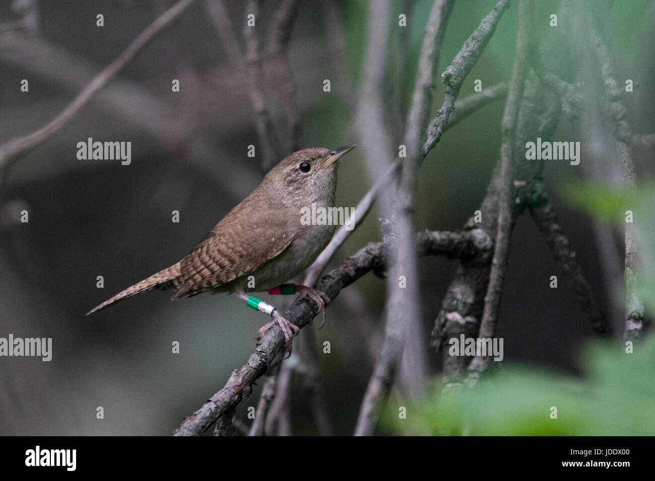 Banded wren hi-res stock photography and images - Alamy