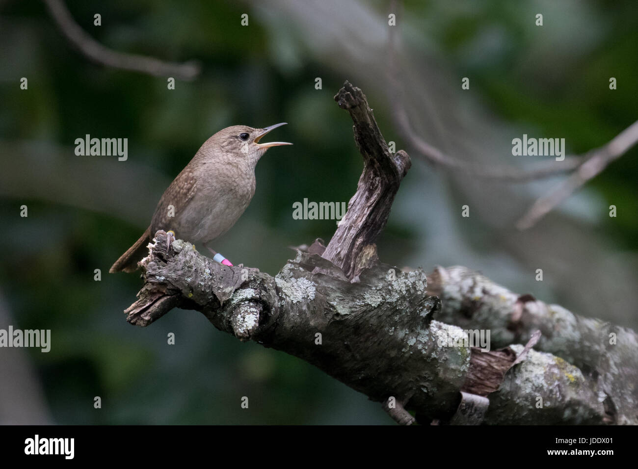 Banded wren hi-res stock photography and images - Alamy