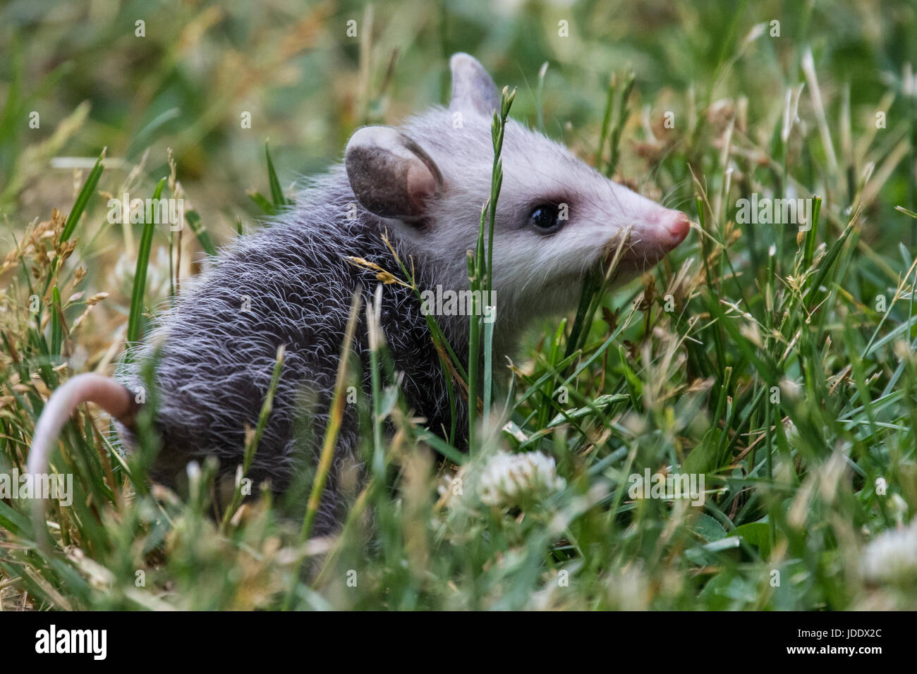 Juvenile opossum hi-res stock photography and images - Alamy