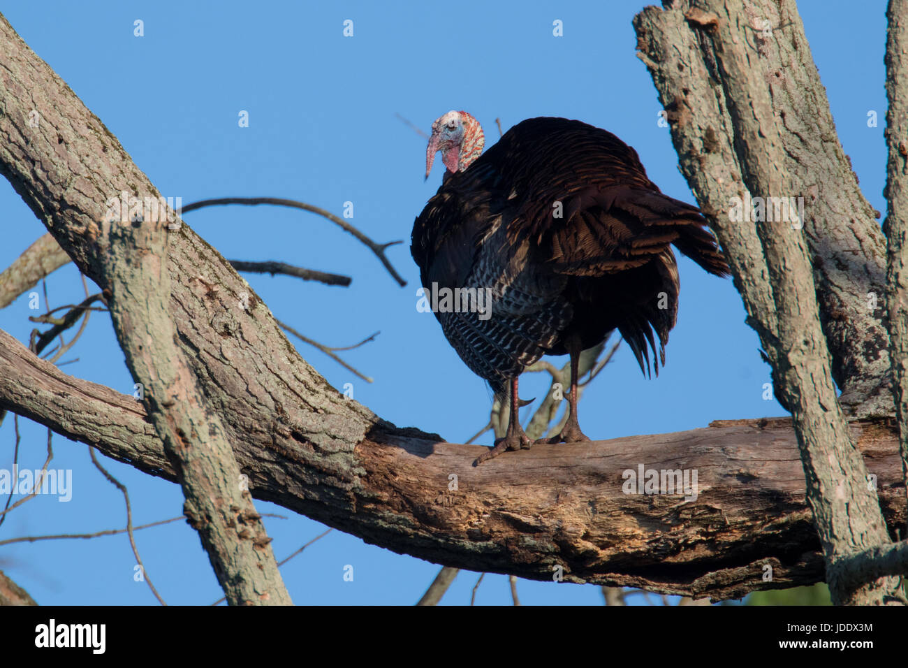 Wild Turkey roost Stock Photo - Alamy