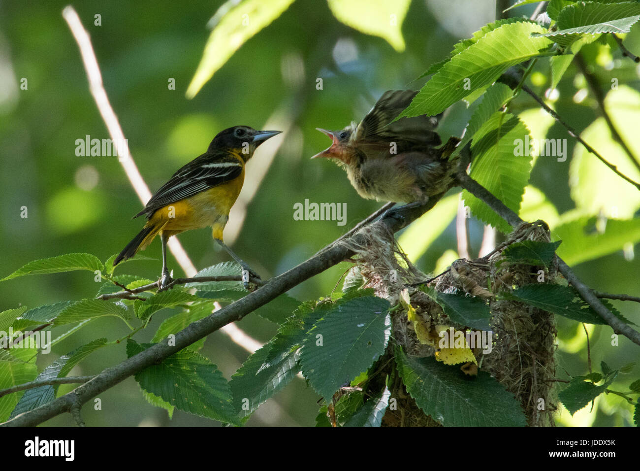 Baltimore oriole, bird, nest, hi-res stock photography and images - Alamy
