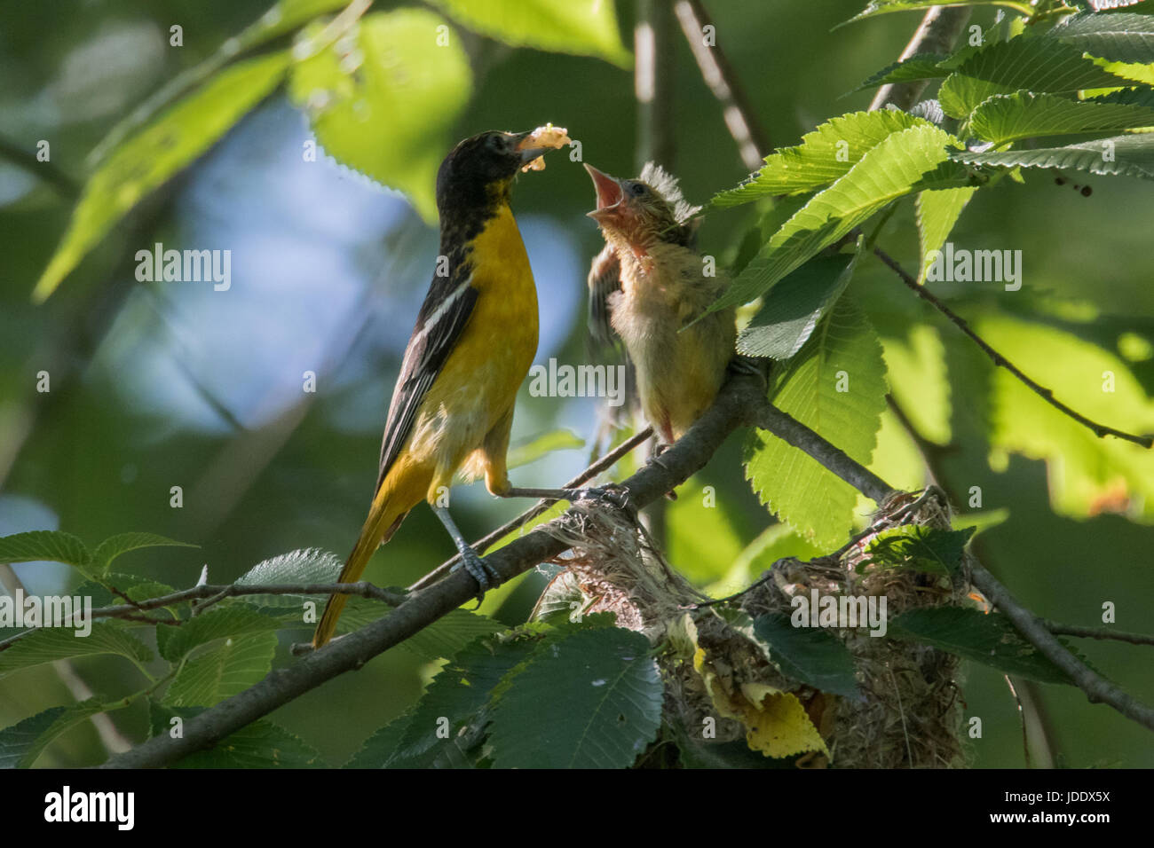 Baltimore Oriole nest Stock Photo - Alamy
