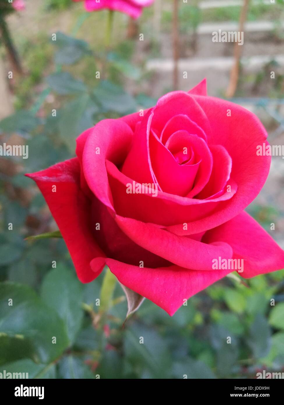 Close up of Red Flower Stock Photo - Alamy