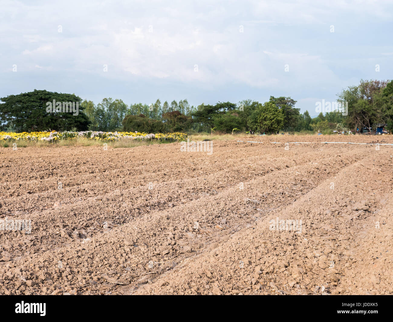 Dry soil furrow for preparation the flower growing in the countryside ...