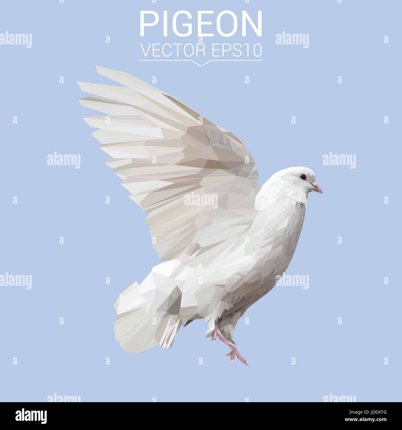 Pigeon bird animal low poly design. Triangle vector illustration Stock ...